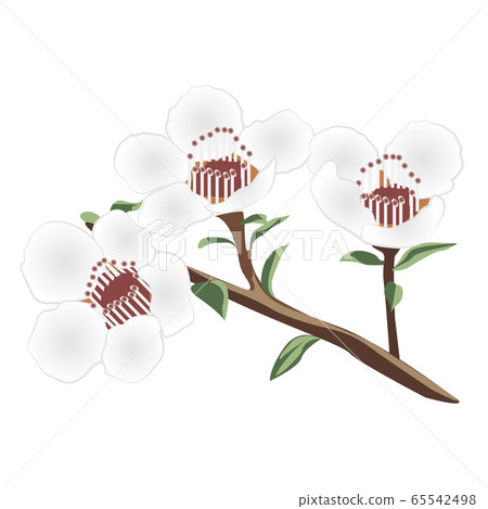 A brunch of manuka blooming - Stock Illustration [65542498] - PIXTA