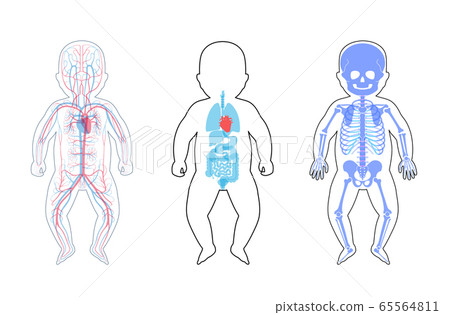 Internal structure of baby body.-插圖素材 [65564811] - PIXTA圖庫