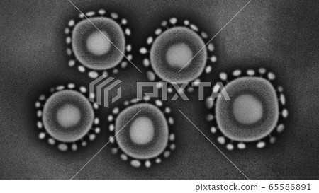 Pictures Under A Microscope Hormone Generating Eggerthella Lenta