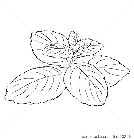 Hand drawn illustration of mint line drawing - Stock Illustration ...