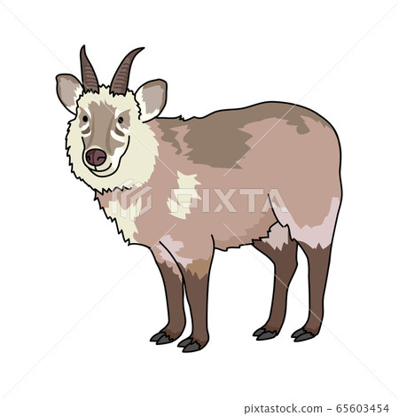 Japanese serow - Stock Illustration [65603454] - PIXTA