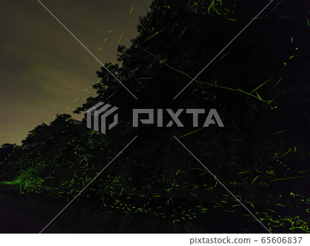 Light trace of fireflies - Stock Photo [65606837] - PIXTA