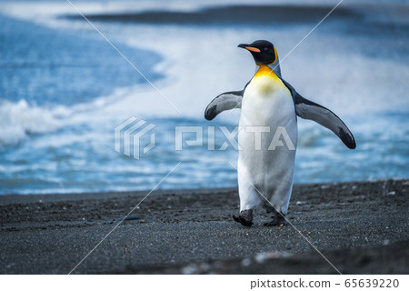 King Penguin Walking Poster King Penguins (Aptenodytes Patagonicus)