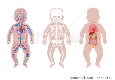 Internal structure of baby body. - Stock Illustration [65647150] - PIXTA