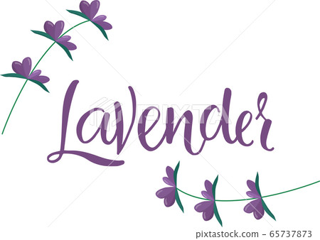 Lavender - hand written sign with lavender... - Stock Illustration ...