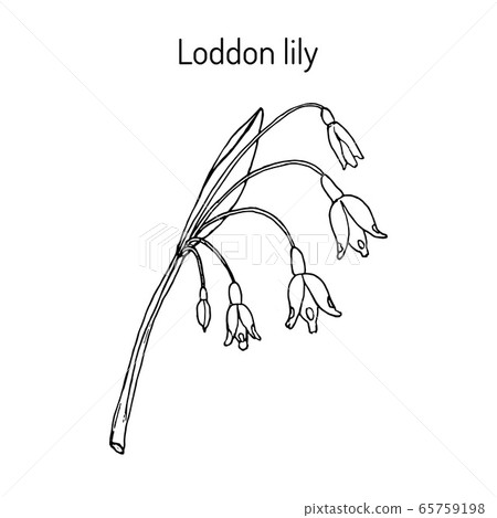 Loddon lily Leucojum aestivum , or summer... - Stock Illustration ...