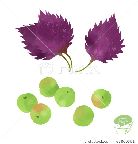 Illustration of Akajiso and Ome / Umeboshi - Stock Illustration ...