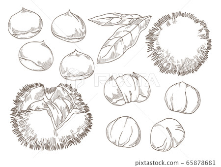 Chestnut, stripped chestnut leaf material... - Stock Illustration ...