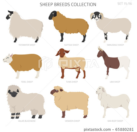 Sheep breeds collection 15. Farm animals set. Flat - Stock Illustration ...