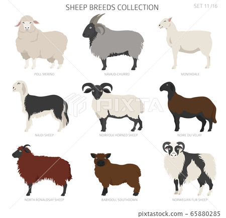 Sheep breeds collection 11. Farm animals set. Flat - Stock Illustration ...