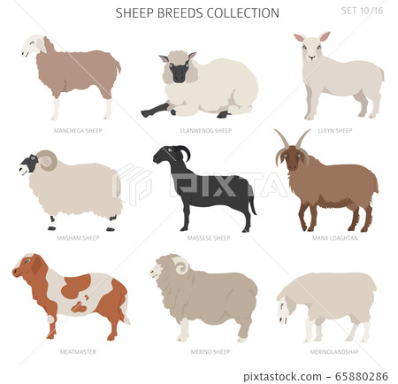 Sheep breeds collection 10. Farm animals set. Flat - Stock Illustration ...