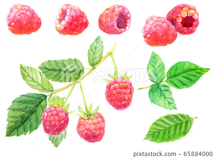 Watercolor raspberry _ material - Stock Illustration [65884000] - PIXTA