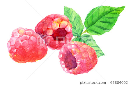 Watercolor raspberry_3 (with leaves) - Stock Illustration [65884002 ...