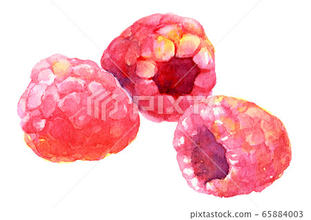 Watercolor raspberry_3 - Stock Illustration [65884003] - PIXTA