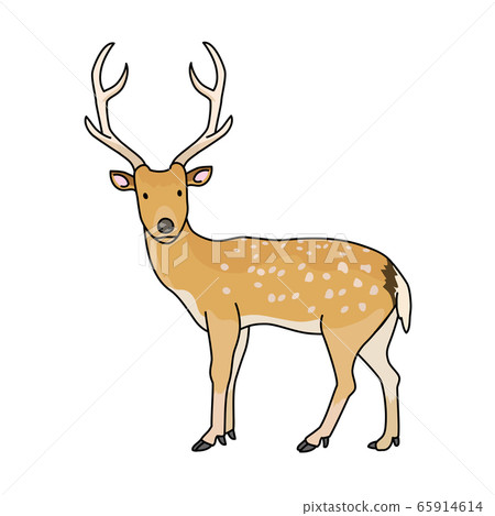 Sika deer - Stock Illustration [65914614] - PIXTA