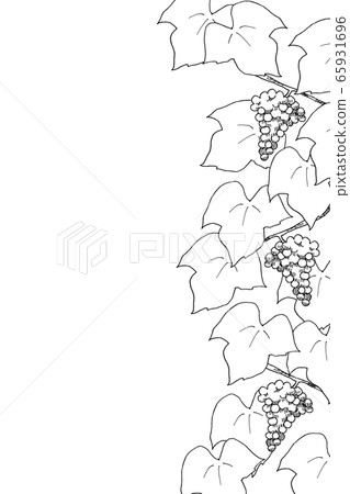 Grape line drawing - Stock Illustration [65931696] - PIXTA