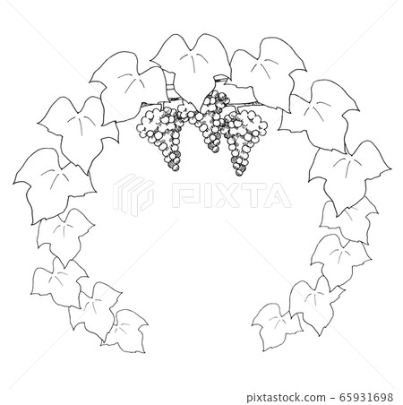 Grape line drawing - Stock Illustration [65931698] - PIXTA