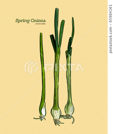 spring onion, hand draw sketch vector - Stock Illustration [65984161 ...