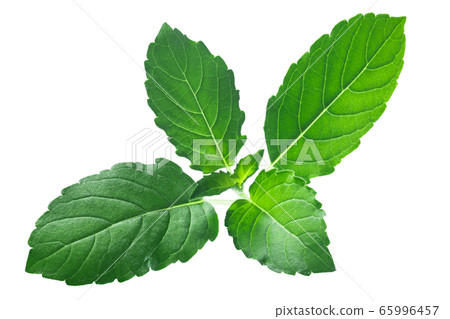 Tulsi Leaf Logo