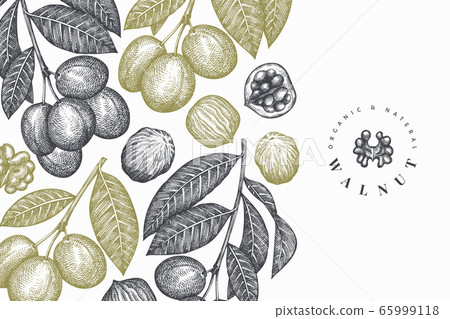 Hand drawn sketch walnut design template. Organic - Stock Illustration ...