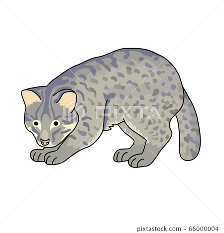 Iriomote cat - Stock Illustration [66000004] - PIXTA