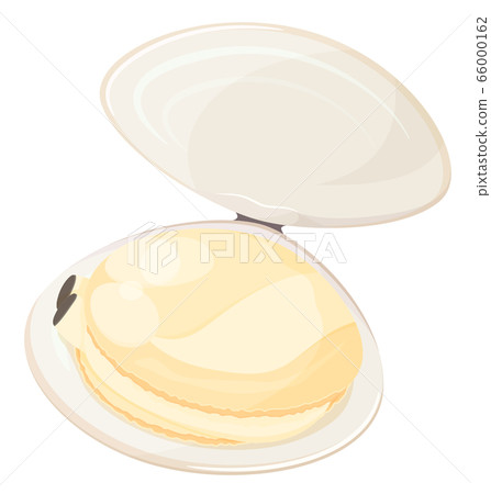 Illustration of open bivalve _ clam _ clam - Stock Illustration ...