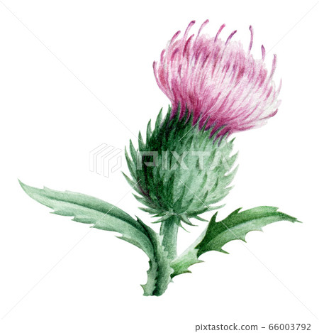 Thistle Flower Drawing
