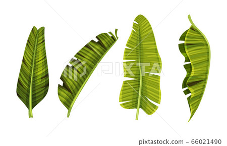 Large Flexible and Waterproof Banana Leaves... - Stock Illustration ...
