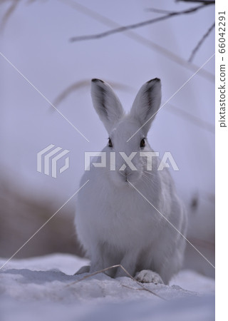 Snow Rabbit 102 (Hokkaido) - Stock Photo [66042291] - PIXTA