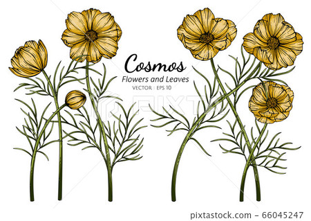 Yellow Cosmos flower and leaf drawing botanical... - Stock Illustration ...