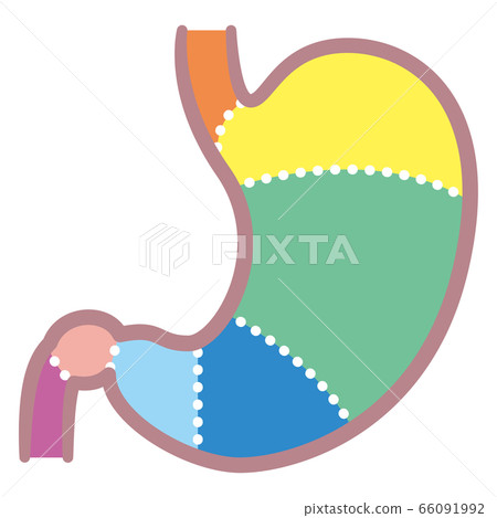 Color-coded illustration of stomach structure - Stock Illustration ...