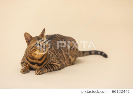 Fat Leopard Cat Profil För Adelhills Bengal Cats
