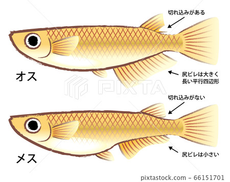 Medaka male and female - Stock Illustration [66151701] - PIXTA