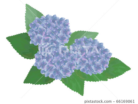 Hydrangea material illustration 3 - Stock Illustration [66169861] - PIXTA