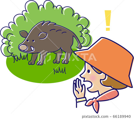 Surprised woman encountering wild boar - Stock Illustration [66189940 ...