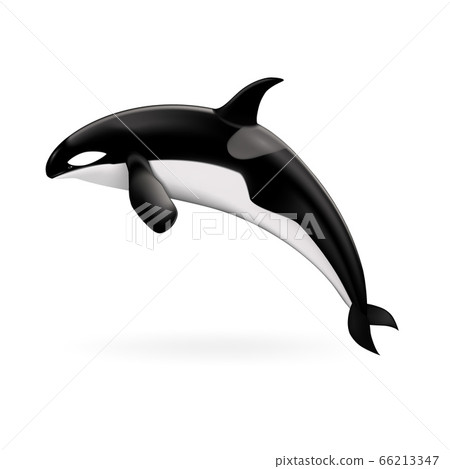 Orca whale icon, realistic style - Stock Illustration [66213347] - PIXTA