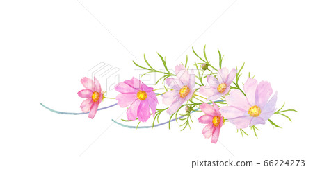 Cosmos decoration - Stock Illustration [66224273] - PIXTA