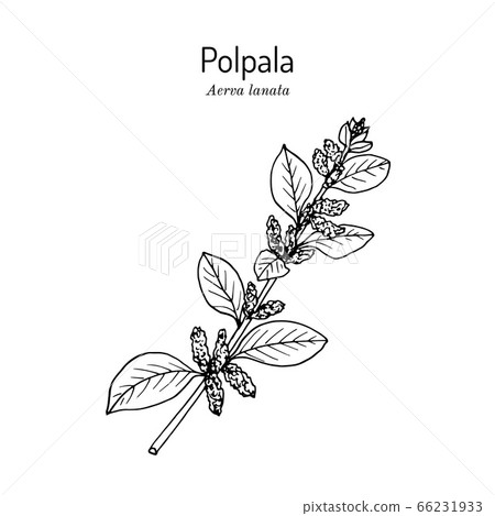 Polpala Aerva lanata , or mountain knotgrass,... - Stock Illustration ...
