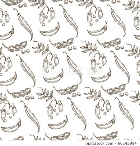 Sweet pea pod, growing plant with leaves... - Stock Illustration ...