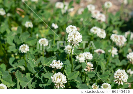White clover Clover (May) - Stock Photo [66245436] - PIXTA