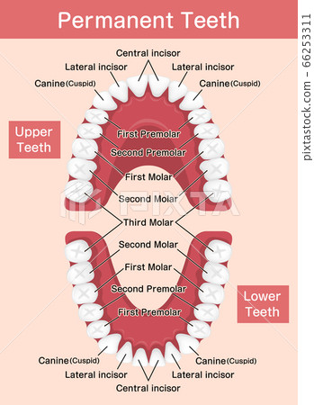 Tooth alignment for adult teeth/Permanent teeth... - Stock Illustration ...