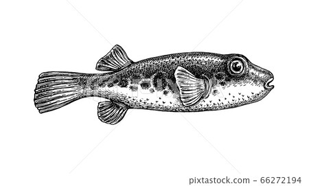 Ink sketch of fugu fish. - Stock Illustration [66272194] - PIXTA