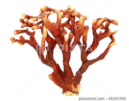 Chinese herbal medicine antler reishi JPG + PNG... - Stock Illustration ...