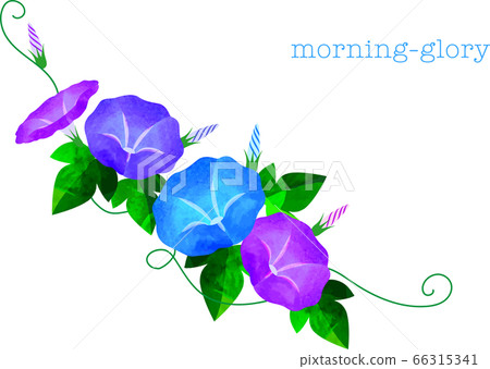Japanese-Asagao-morning... - Stock Illustration [66315341] - PIXTA