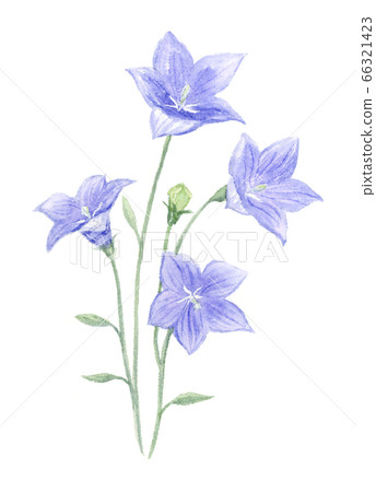 Kikyo watercolor illustration - Stock Illustration [66321423] - PIXTA