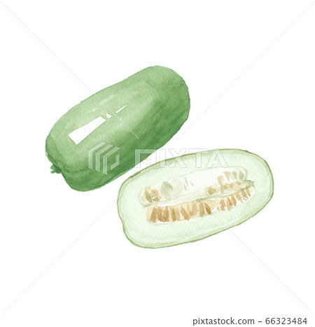 Winter melon - Stock Illustration [66323484] - PIXTA