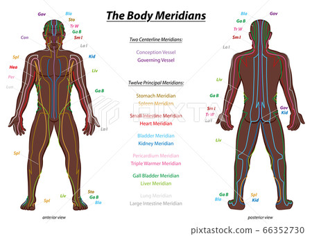 MERIDIAN SYSTEM CHART, black man, male body... - Stock Illustration ...