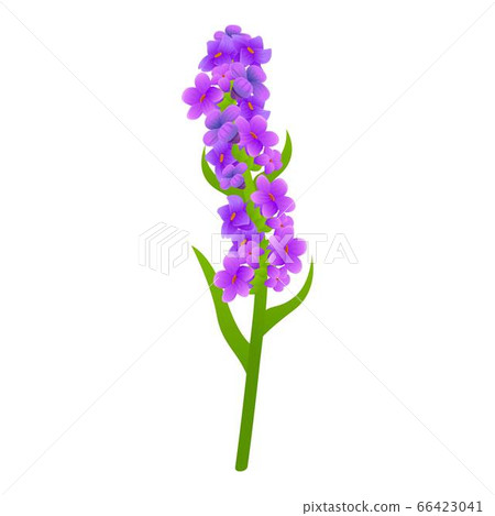 Lavender plant icon, cartoon style - Stock Illustration [66423041] - PIXTA