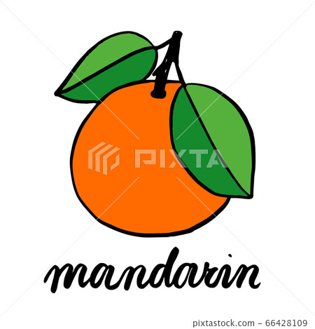 Simple vector sketch, tangerine fruit drawing.... - Stock Illustration ...