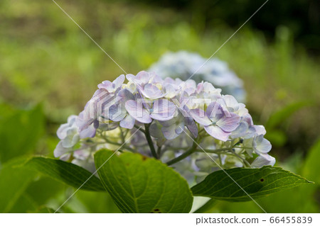 Hydrangea in the mountains, Minamiboso City,... - Stock Photo [66455839 ...
